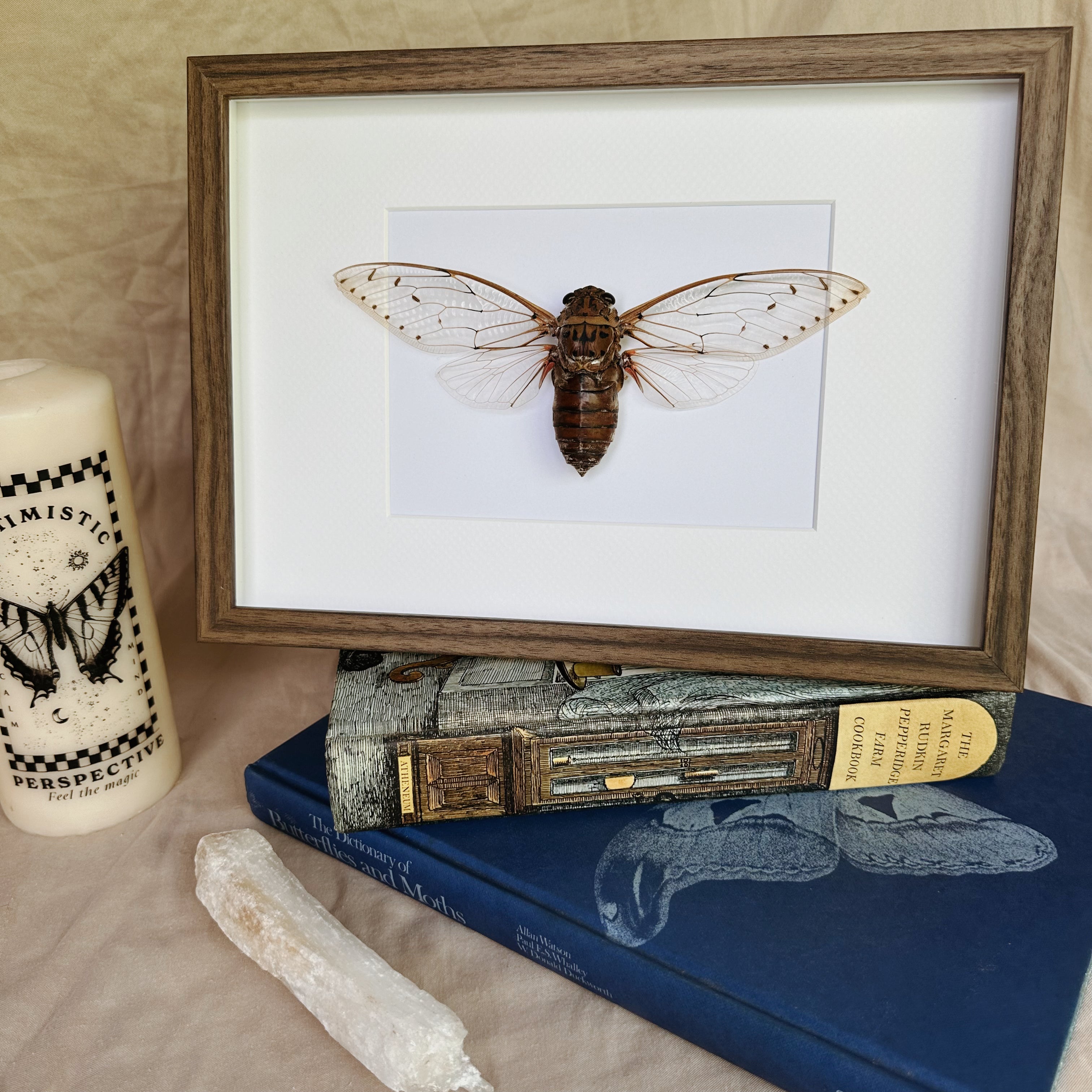 Pomponia Imperatoria/Empress Cicada Entomology Taxidermy in Shadow Fra ...